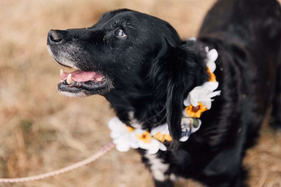 Colourful Festival Wedding with Flower Boys & The Groom DJing · Rock n ...